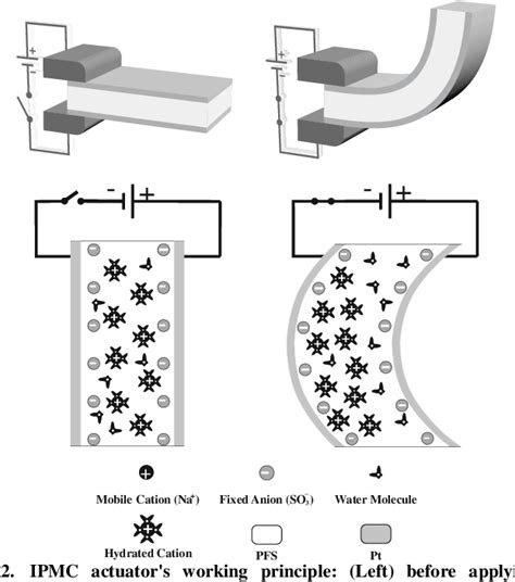 Figure 3 From Ionic Electro Active Polymer Based Soft Actuators And