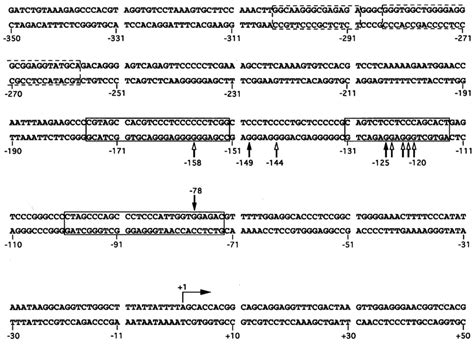 Summary Of In Vitro Dnase I Footprints And In Vivo Dms Footprints Of