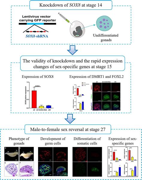 Sox8 Is Essential For Male Sexual Differentiation In The Chinese Soft