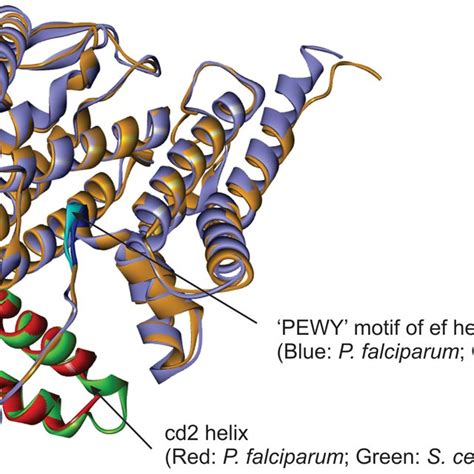 Structural Overlay Of The Homology Model Of Cyt B Protein Of P