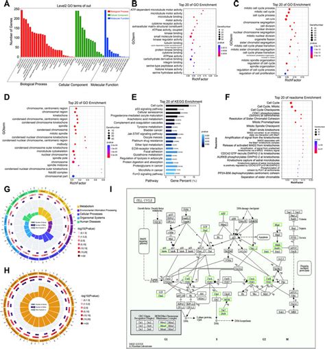 Enrichment Analysis Results A The Different Levels Of Go Function Download Scientific