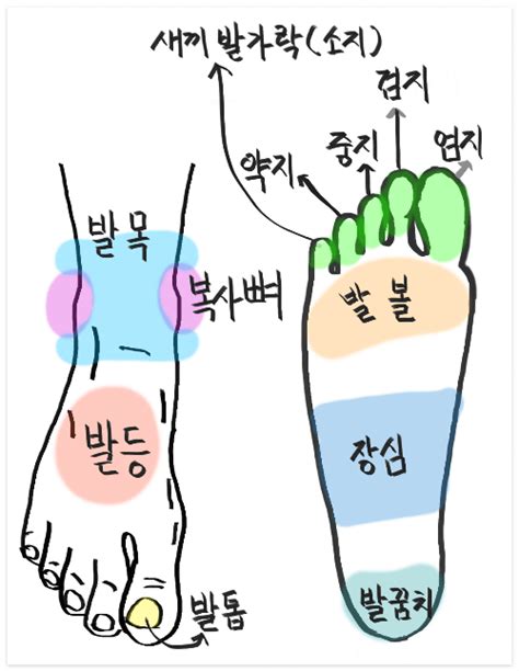 다리와 발의 각 부분 명칭 하체 다리 발 부분 영어 명칭 포함 • 백과사전