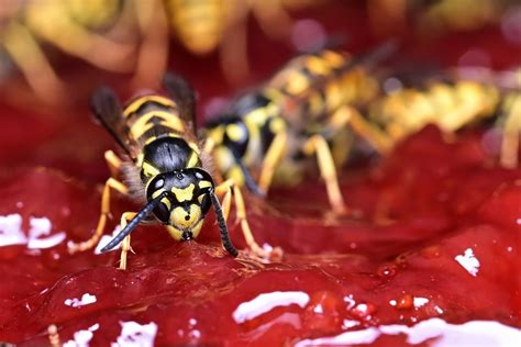 Identify Ground Wasps Types Habitat And Behavior Beekeeper Corner