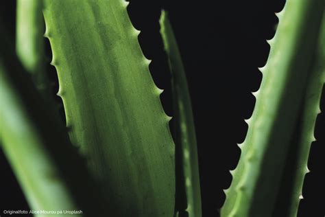 Aloe Vera Bulletproofgranddad