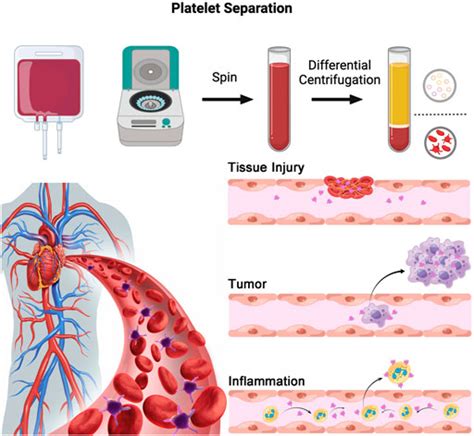 Platelets And Platelet Extracellular Vesicles In Drug Delivery Therapy