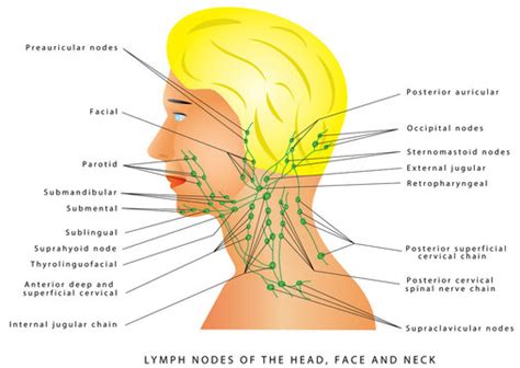 Swollen Posterior Auricular Lymph Node