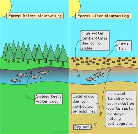 Clear Cutting Before And After