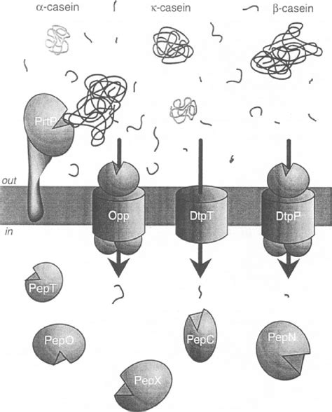 The Proteolytic Pathway Of Lactococcus Lactis Download Scientific