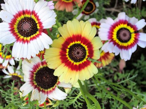 Арктотис Арлекин (75 фото) » НА ДАЧЕ ФОТО