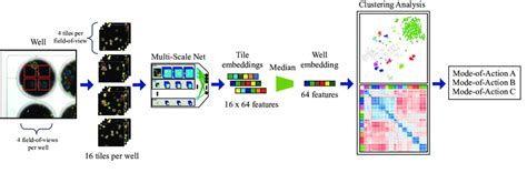 Embedding Generation Multiple Fields View Are Taken Per Well These Download Scientific