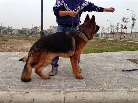 Bán Becgie Con Thuần Chủng Gsd Đầy đủ Giấy Tờ Phả Hệ Rõ Ràng