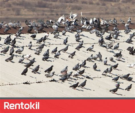 Rentokil Pest Control New Zealand On Linkedin Birdcontrol