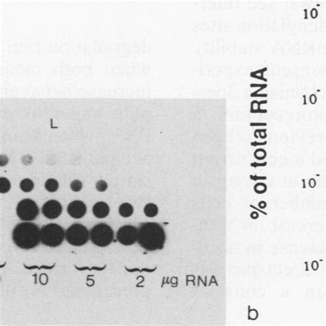 A Examples Of The Intensity Of Hybridization Seen In Dot Blots Of