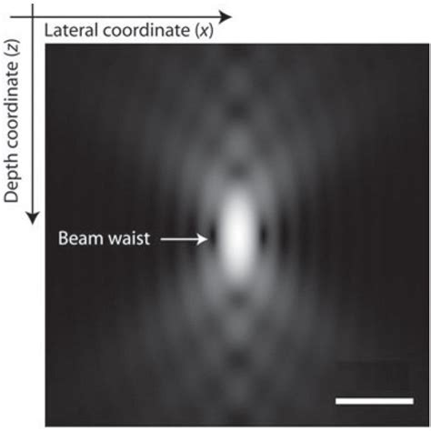 Pdf Optical Sectioning Microscopy