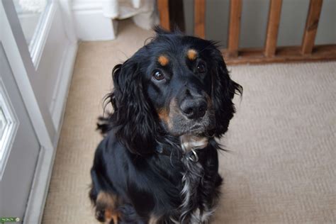 Cocker Spaniel Black And White And Brown