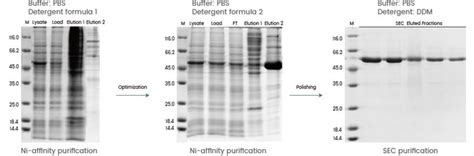 Baculovirusinsect Cell Expression System For Protein Delivery Get