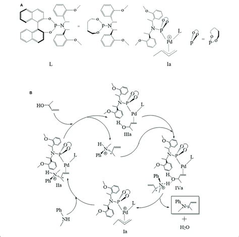 A The Structure Of Phosphoramidite Ligand L B The Schematic