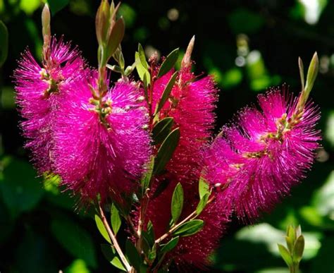 Callistemon Hot Pink Native