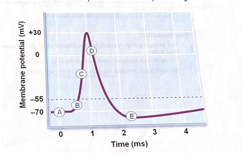 Chapter 11 Part 3 Diagram Quizlet