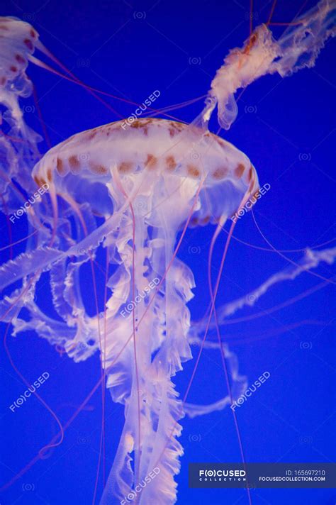 Purple Striped Jellyfish Reproduction