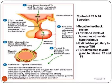 Anesthesia Thyroid And Parathyroid Ppt