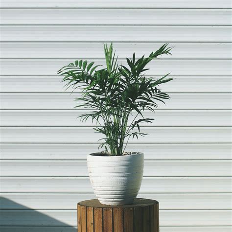 Chamaedorea Elegans 55 Cm