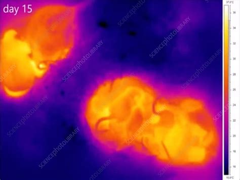 Nesting Mice And Young Thermography Stock Video Clip K0053403