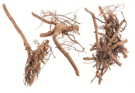 Verbena Leaves Ma Bian Cao All Things Health