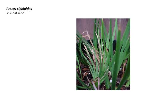 Juncus Xiphioides Web Show Pdf