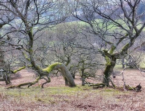 Mary Beth Sutter On Instagram Trees In Early Spring In The