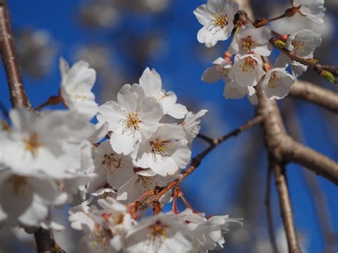 枝垂れ桜 Ⅱ by abu K ID11660759 写真共有サイト PHOTOHITO