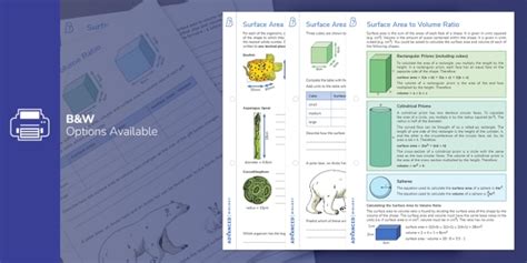 A Level Biology Maths Skills Surface Area To Volume Ratio Worksheets Library