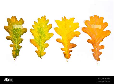 Autumn Leaves Of Oak Tree Isolated On White Background With Clipping