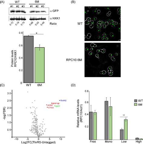 Thrrs Impact On Rpc10 Expression A Western Analysis For Rpc10 Gfp