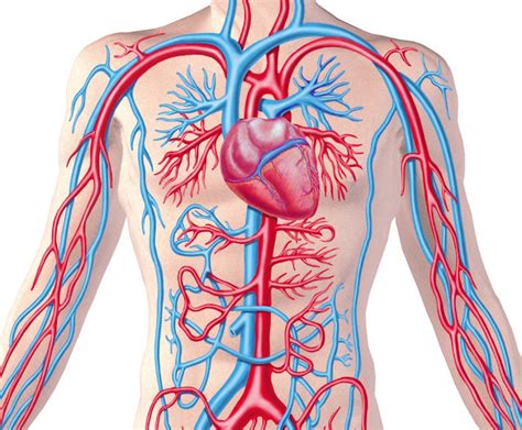 Forms 5 2019 Respiratory And Circulatory System Review