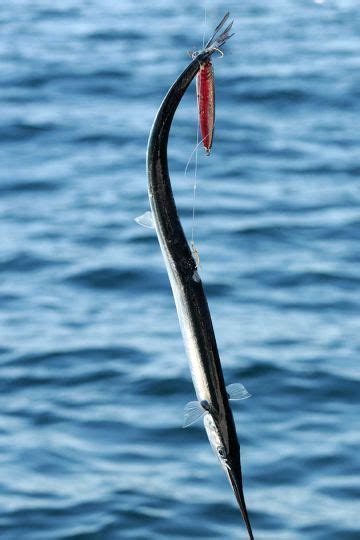 Lorphie Le Poisson Mal Aimé Des Pêcheurs En Mer