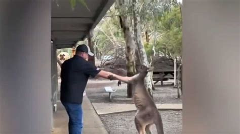 Watch Fight The Fight American Tourist Kangaroo Engage In Scuffle