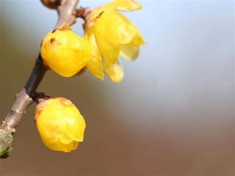 無料壁紙写真素材集2月冬花白梅紅梅蝋梅