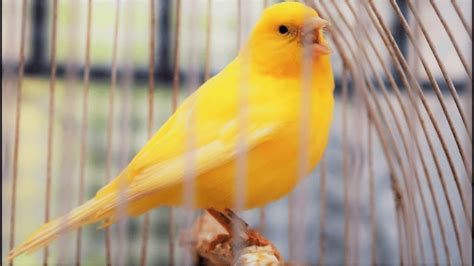 Yellow Canary Birds Complete Guide To Ownership And Care