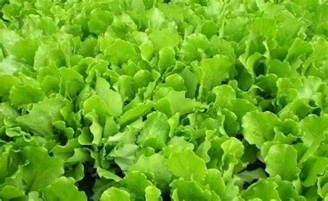 这4种蔬菜生津止渴糖尿病人常吃血糖不会差 胰岛素 西红柿 苋菜