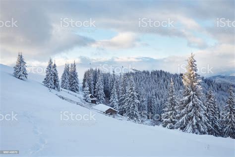 햇빛에 의해 빛나는 장엄한 화이트 스프루 스 화려하 고 아름 다운 겨울 장면입니다 위치 장소 카 르 파티 아 국립 공원 우크라이나 유럽 알프스 스키 리조트 가리기에 대한