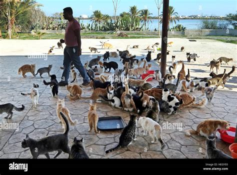 Friends Of Larnaca Cats Volunteers Feed Stray Cats Beside The Hala