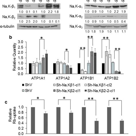 Nak Atpase Subunit Expression During Postnatal Differentiation Of Download Scientific Diagram