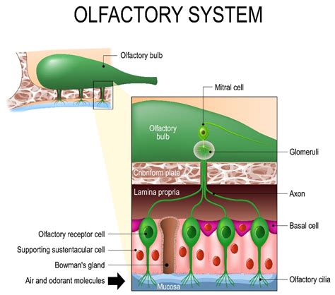The Luminescence Hypothesis Of Olfaction