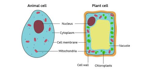 Igcse Biology Questions And Answers Quiz Flashcards And Trivia