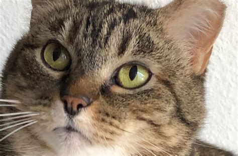 Tabitha Mollies Cat Place