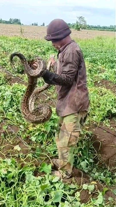 python shortvideo shortsfeed foryou amazing shortviral2023