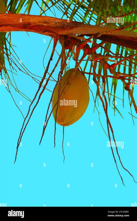 Single Coconut Latin Name Cocos Nucifera Hanging From A Tree Stock