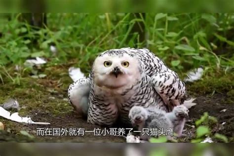猫头鹰正在孵蛋，主人硬要看一下，猫头鹰生气：你行，那你孵吧！猫头鹰主人
