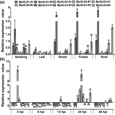 Expression Analysis Of Brassica Juncea Xlg Homologs At Different